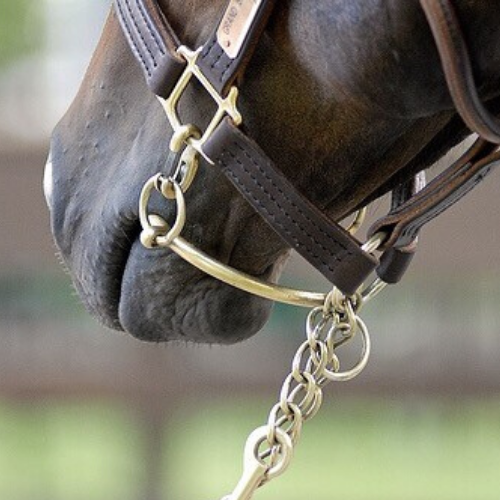 Bit Accessories – Equus Performance Pty Ltd